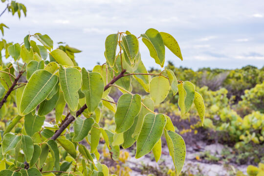 Coral Sumac and Poisonwood | Visit Turks and Caicos Islands