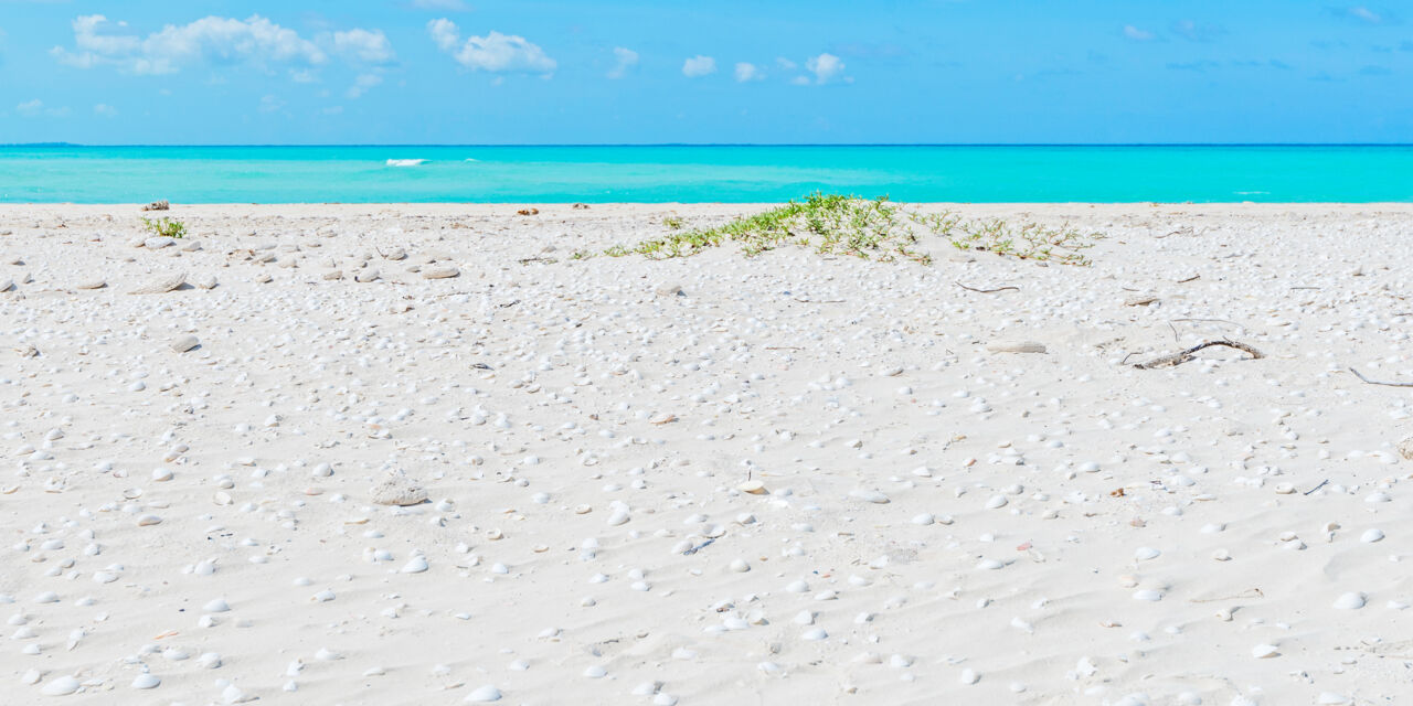 Seashell Identification and Names | Visit Turks and Caicos Islands