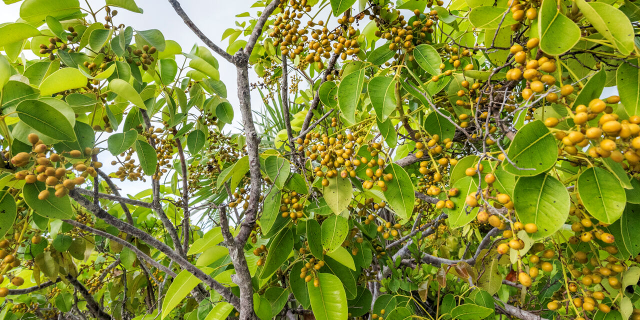 Coral Sumac and Poisonwood | Visit Turks and Caicos Islands
