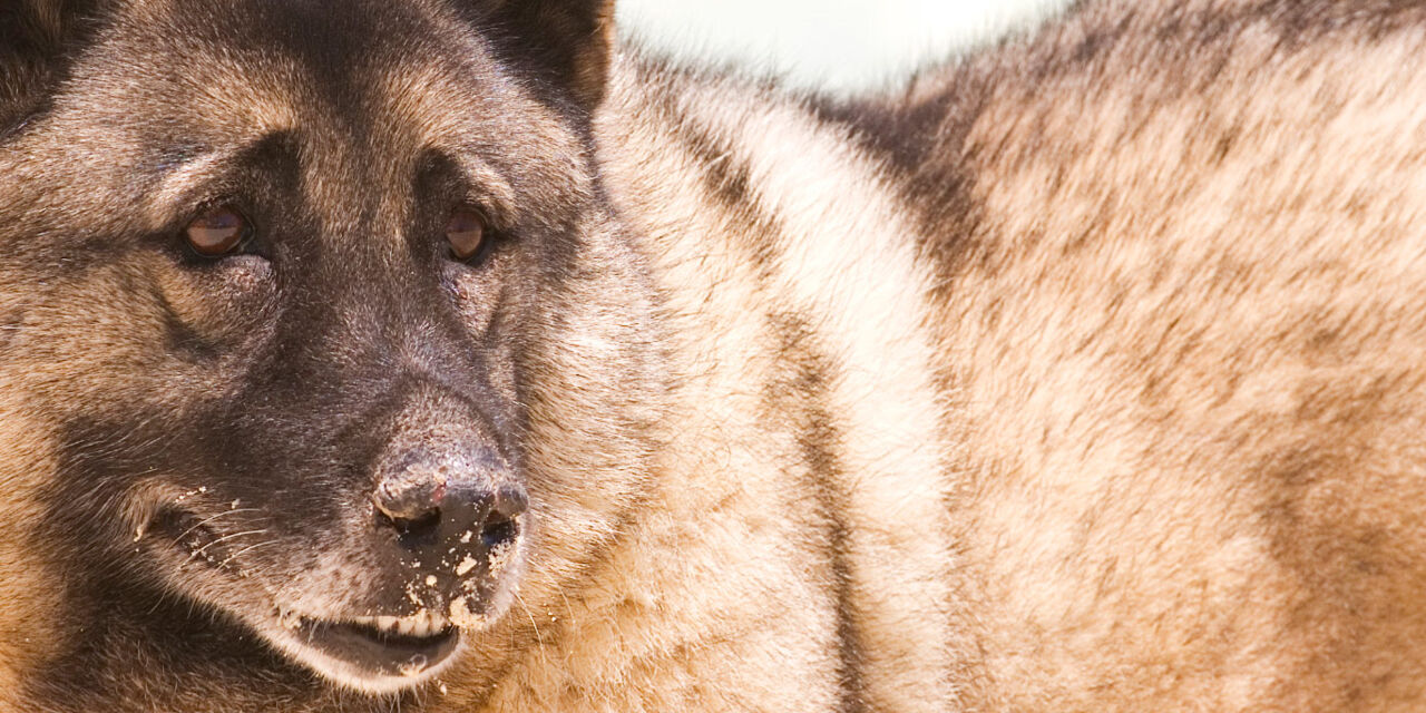 Traveling With Pets | Visit Turks and Caicos Islands