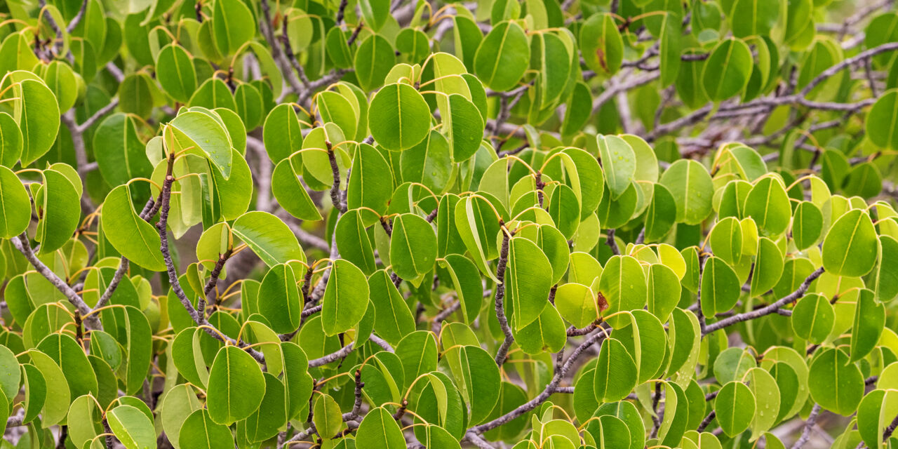 Manchineel | Visit Turks and Caicos Islands