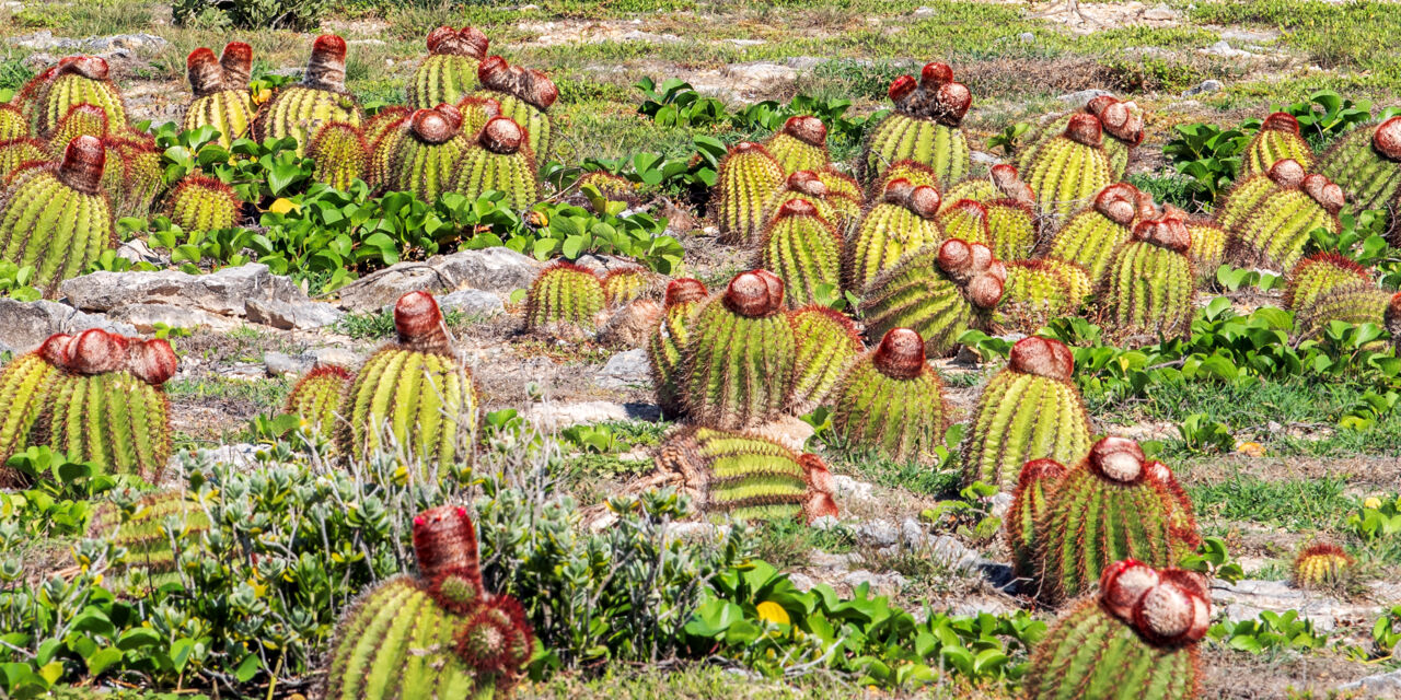 Flora of the Turks and Caicos | Visit Turks and Caicos Islands