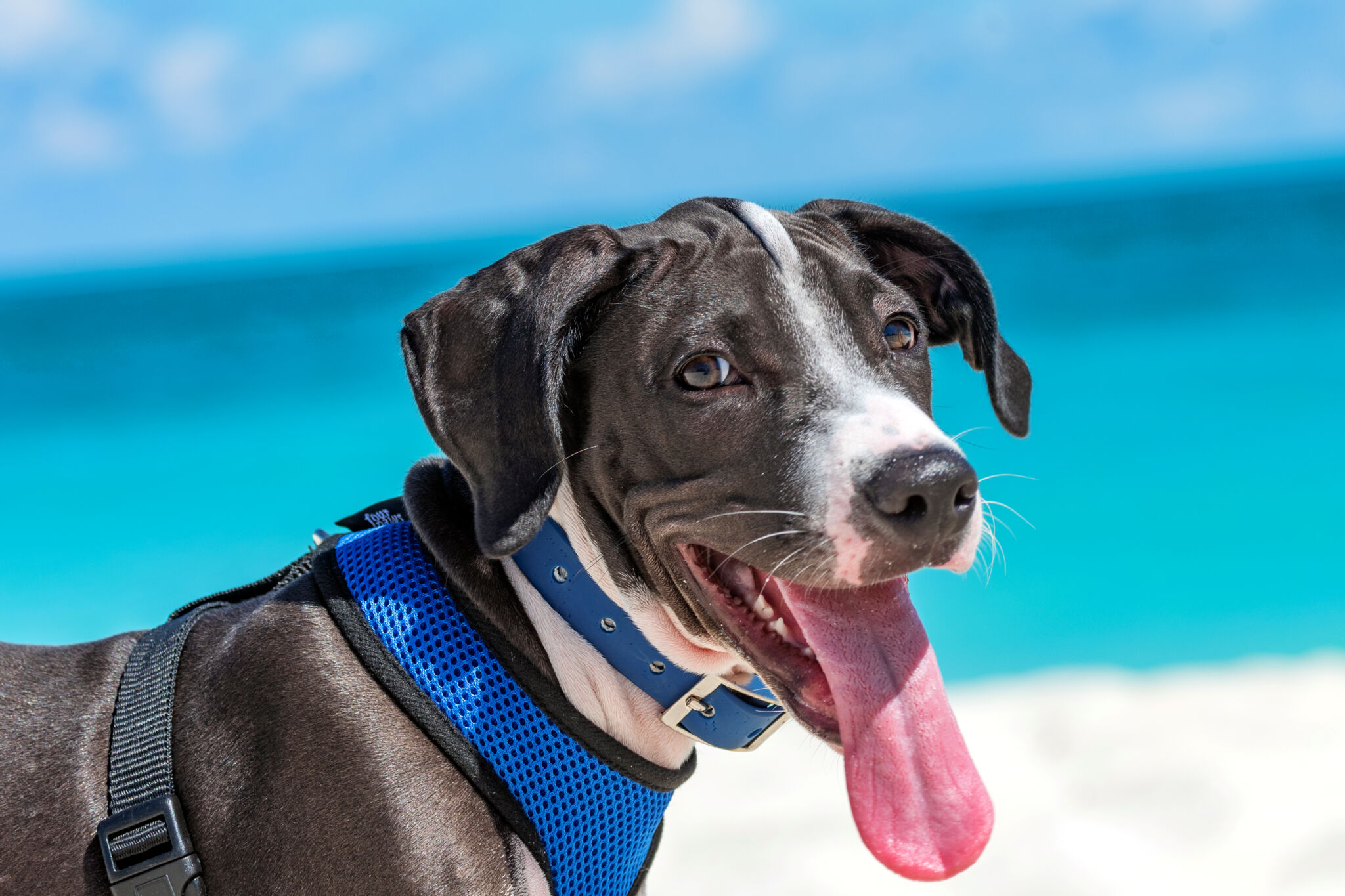 De Dónde Vienen Los Perros Potcake