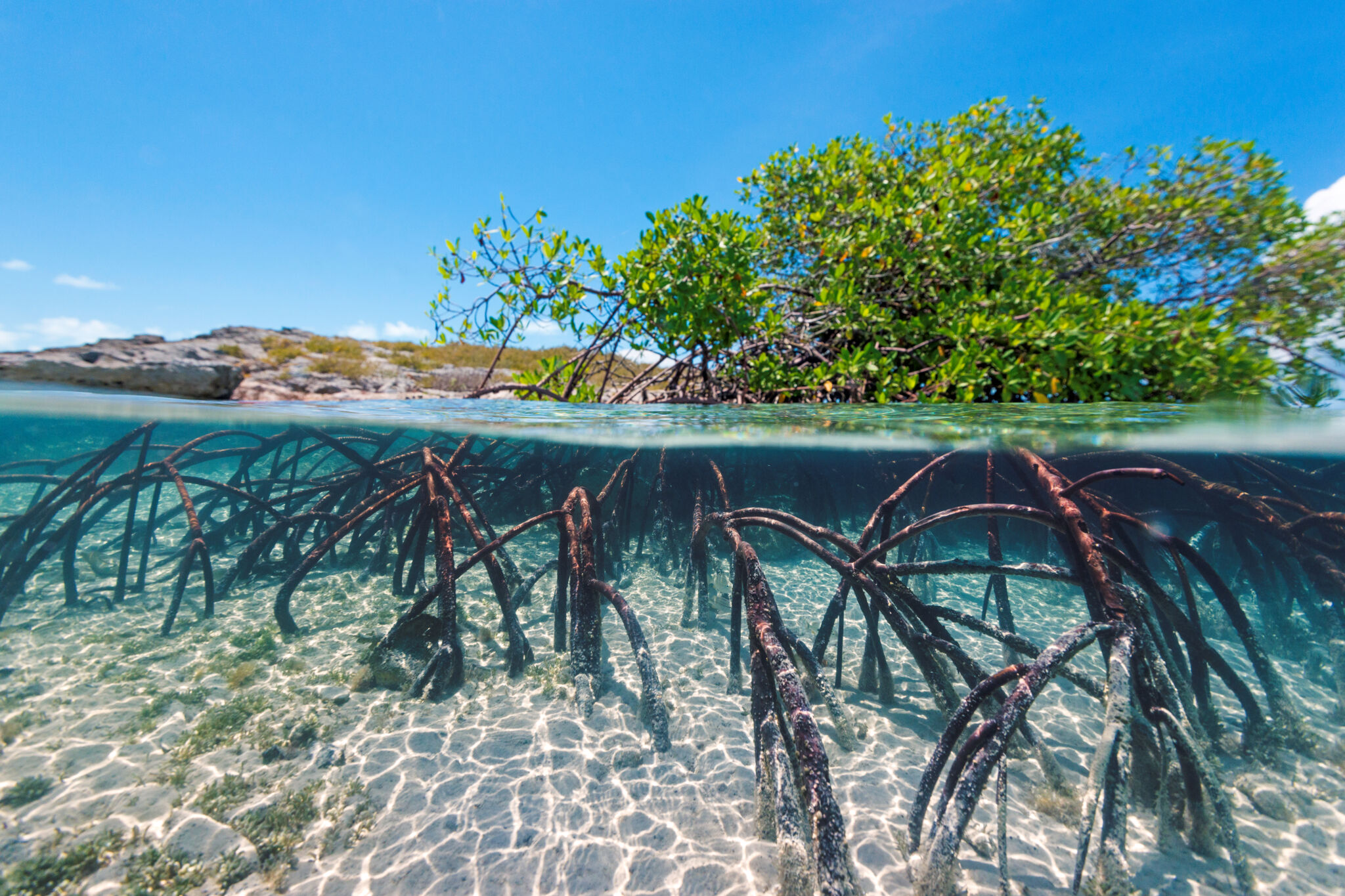 Mangroves Pictures