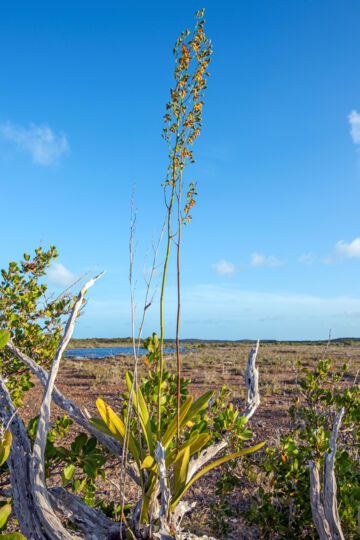 Flora of the Turks and Caicos | Visit Turks and Caicos Islands