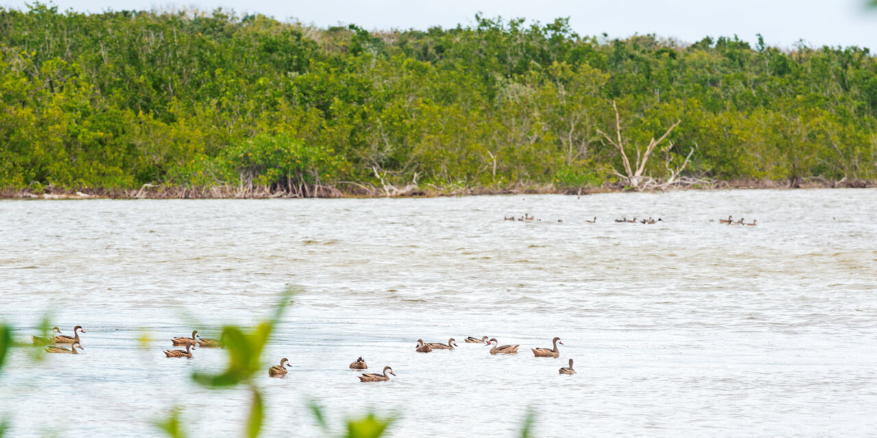 Armstrong Pond | Visit Turks and Caicos Islands