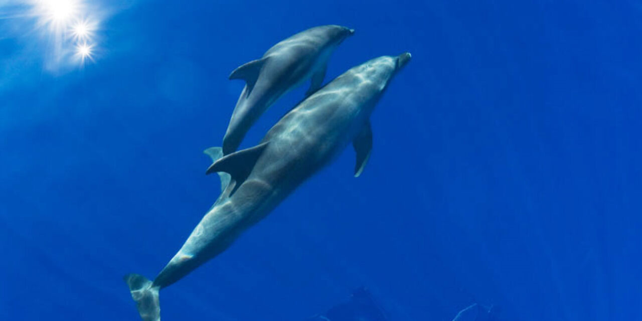 Big Blue Collective | Visit Turks and Caicos Islands