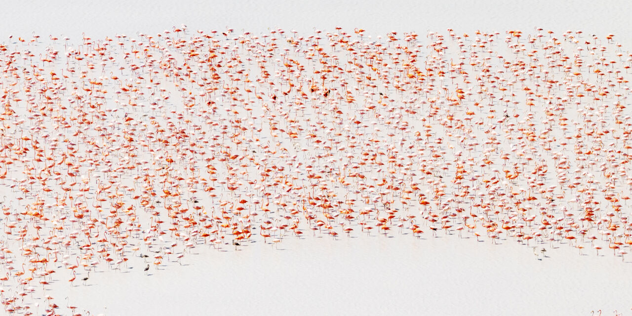 Birdwatching in the Turks and Caicos | Visit Turks and Caicos Islands