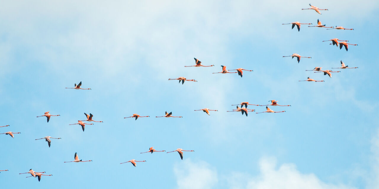 Birdwatching at South Caicos | Visit Turks and Caicos Islands