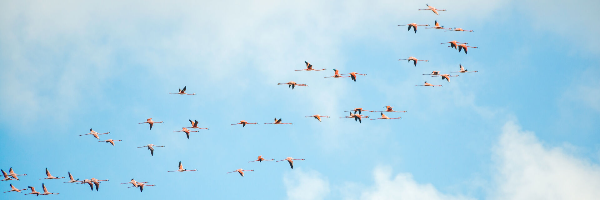 Birdwatching at South Caicos | Visit Turks and Caicos Islands
