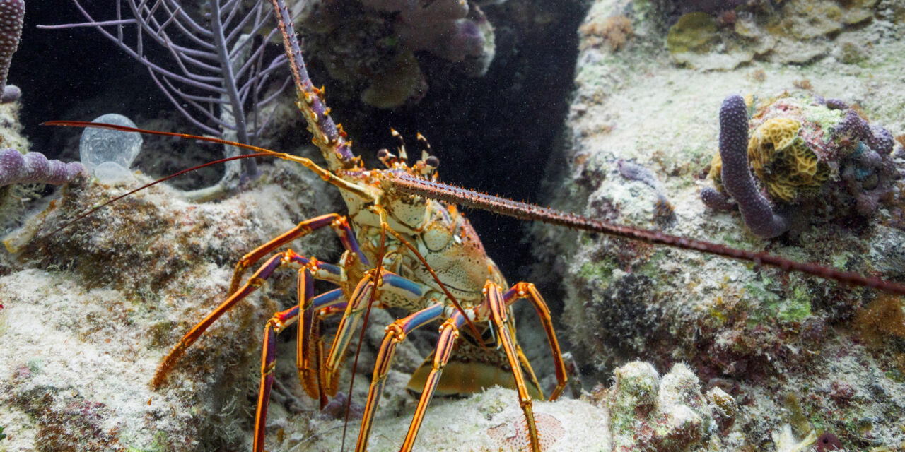 Dive for Conch and Lobster | Visit Turks and Caicos Islands
