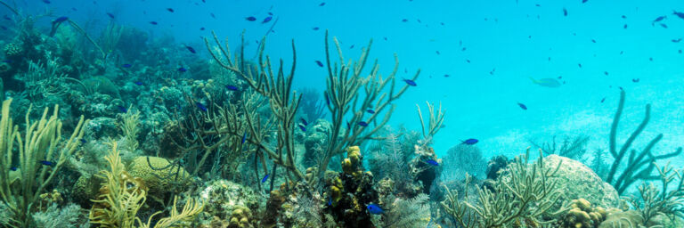 The Best Scuba Diving in Turks and Caicos | Visit Turks and Caicos Islands