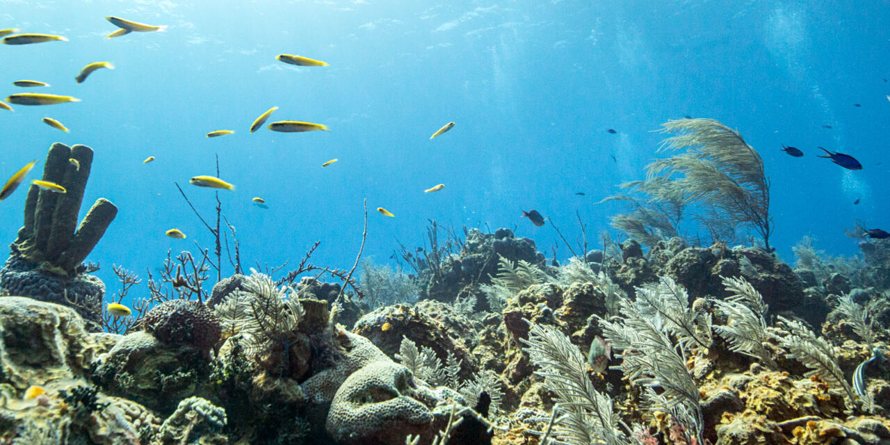 The Best Salt Cay Scuba Diving | Visit Turks and Caicos Islands