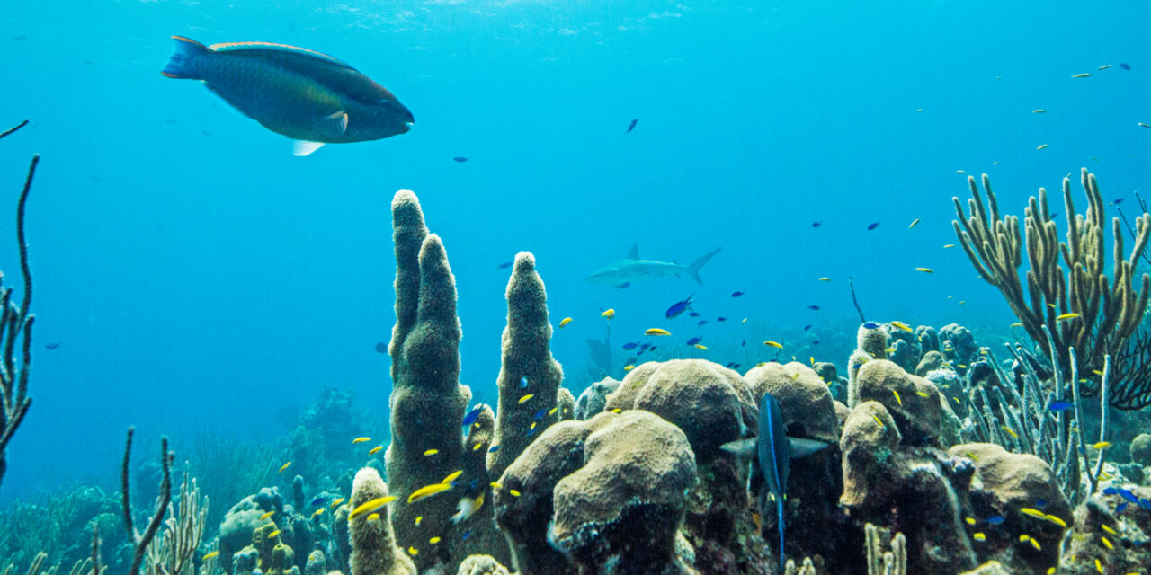 The Best Scuba Diving in Turks and Caicos | Visit Turks and Caicos Islands