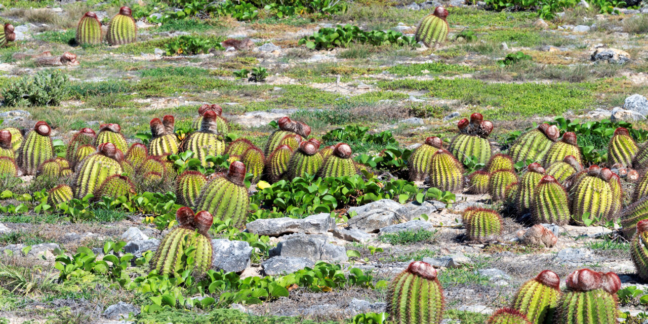 East Cay | Visit Turks and Caicos Islands