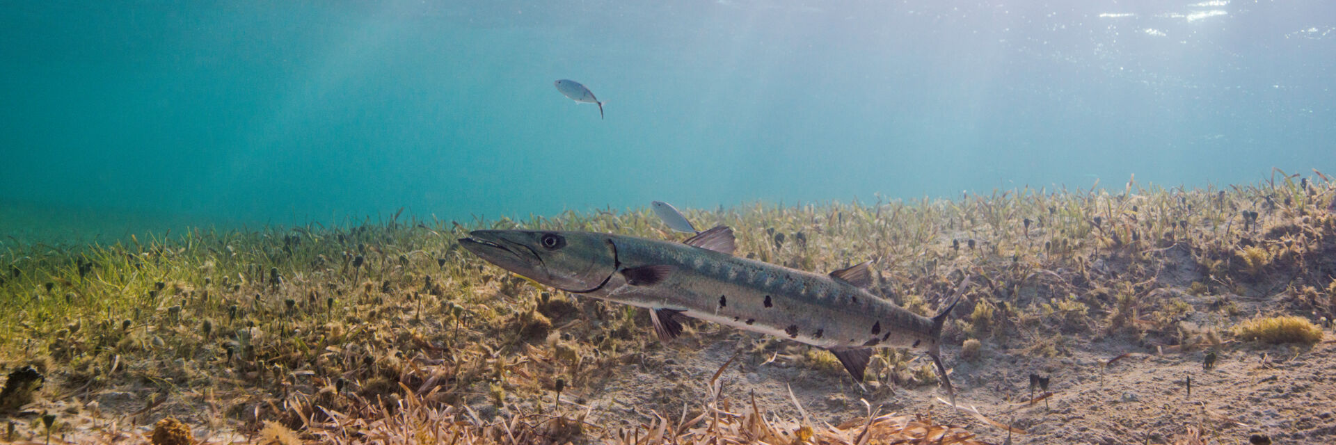 The Best Grand Turk Fishing Charters | Visit Turks and Caicos Islands