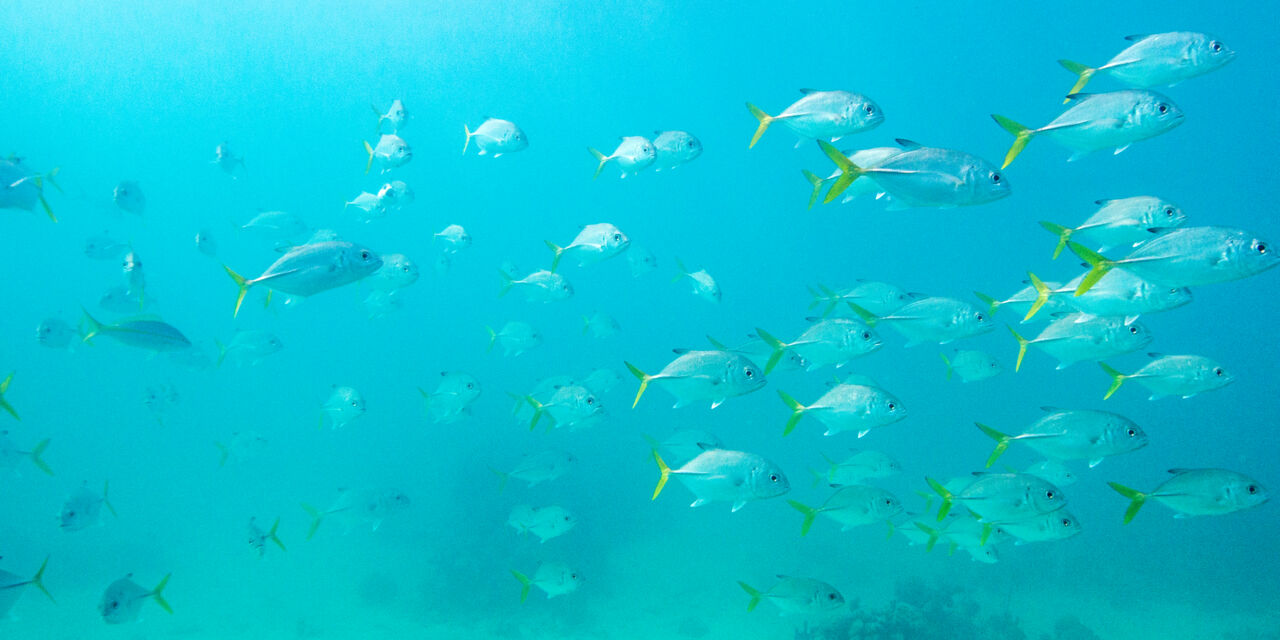 Great Salt Cay Fishing Tours and Charters | Visit Turks and Caicos Islands