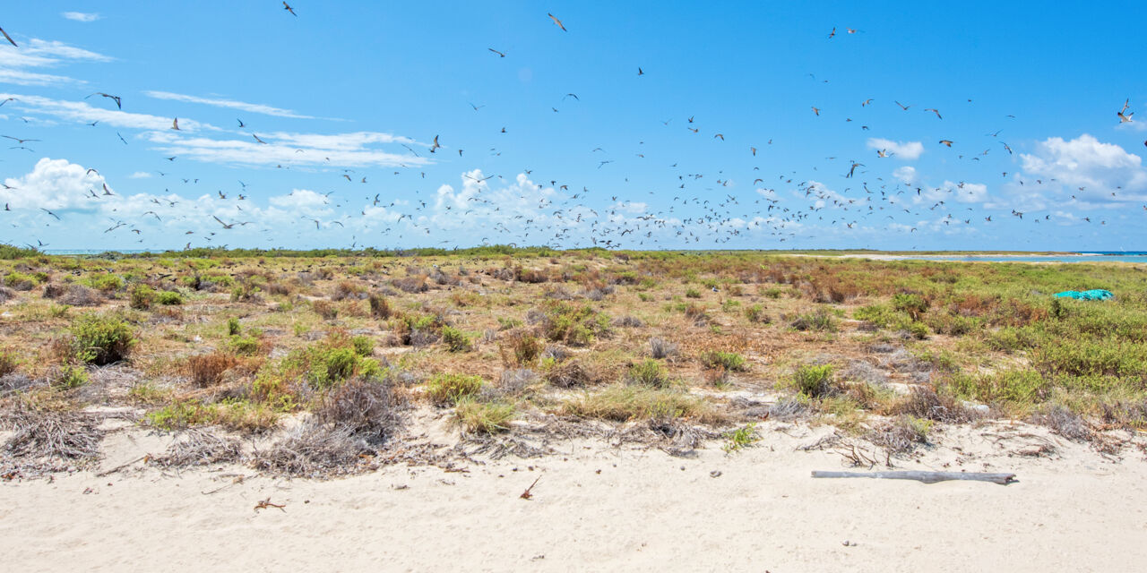 French Cay | Visit Turks and Caicos Islands