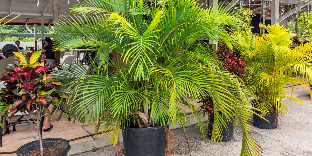 Kin Khao | Visit Turks and Caicos Islands