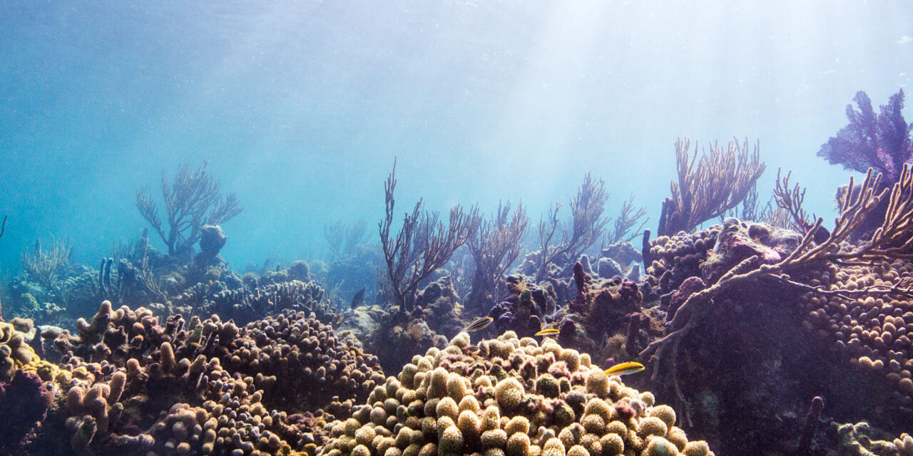 Smith’s Reef, Providenciales | Visit Turks and Caicos Islands