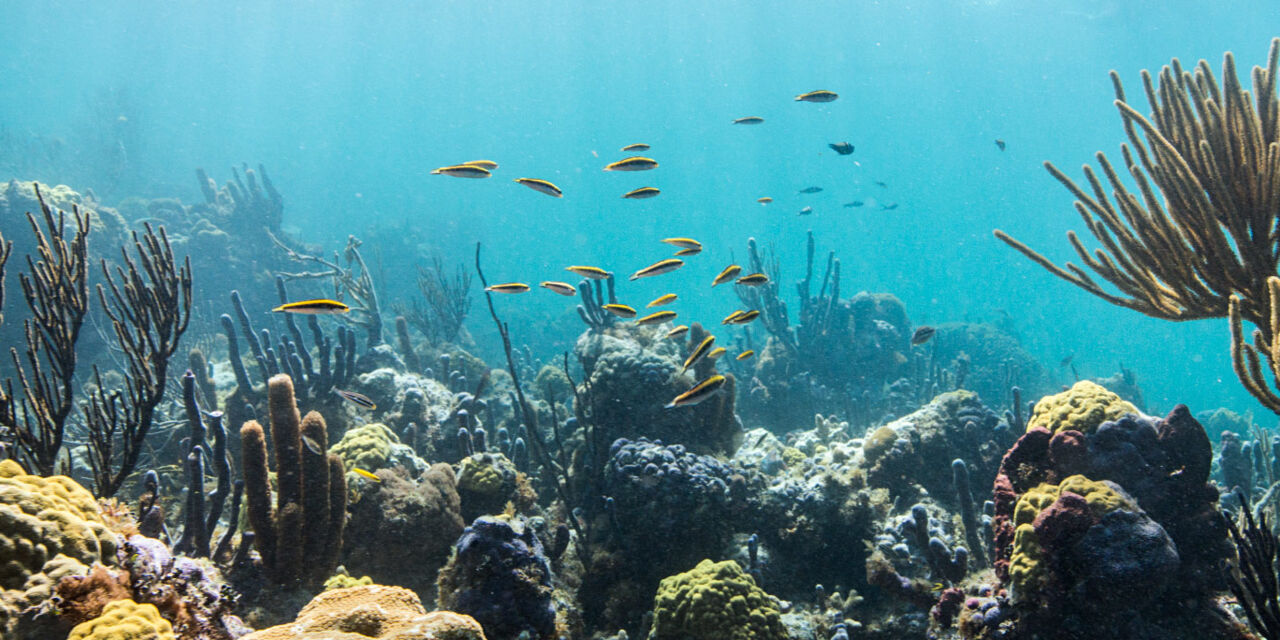 The Best Grand Turk Snorkeling | Visit Turks and Caicos Islands