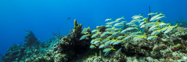 Turks and Caicos Snorkeling Guide | Visit Turks and Caicos Islands