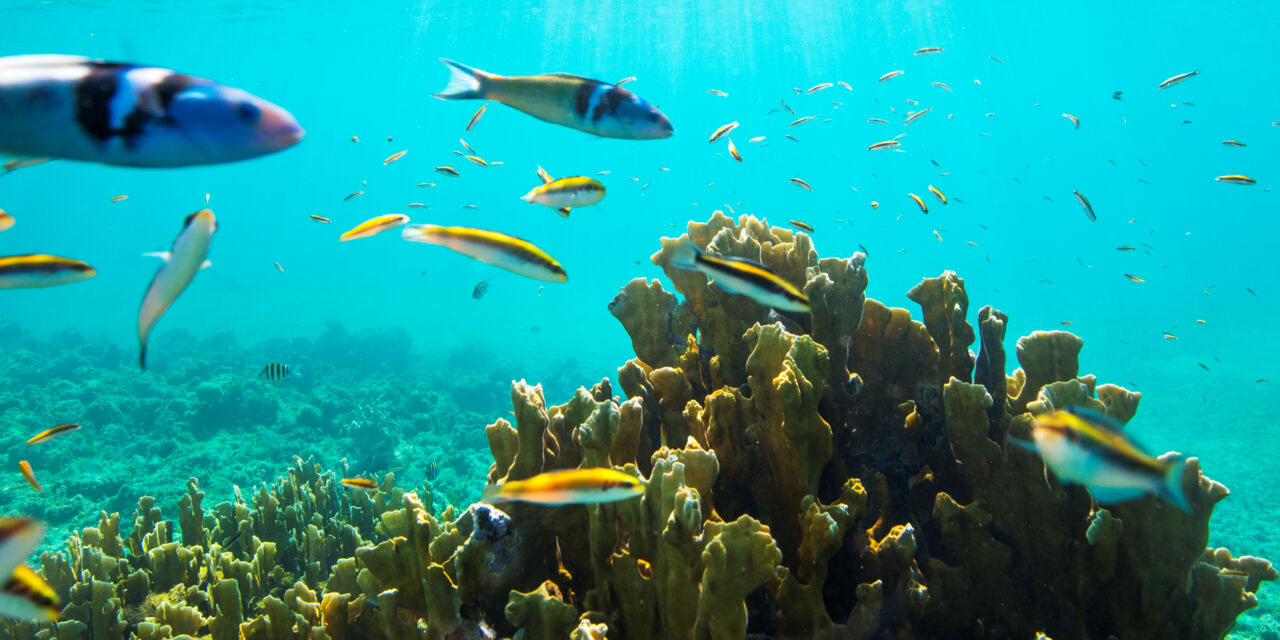 Turks and Caicos Snorkeling Guide | Visit Turks and Caicos Islands