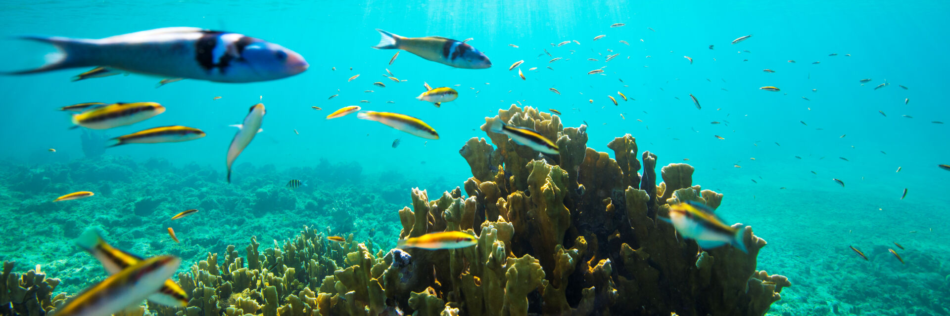 Turks and Caicos Snorkeling Guide | Visit Turks and Caicos Islands