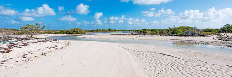 Things to Do in Salt Cay | Visit Turks and Caicos Islands